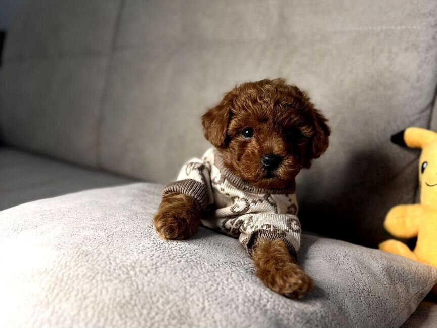 Мальтипу мальчик mini Red Brown