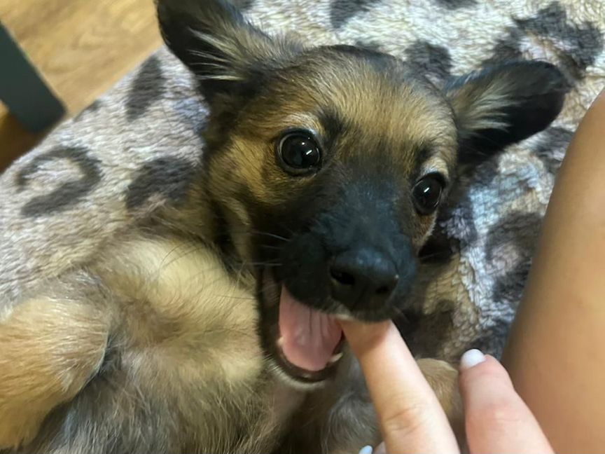 Русский той-терьер