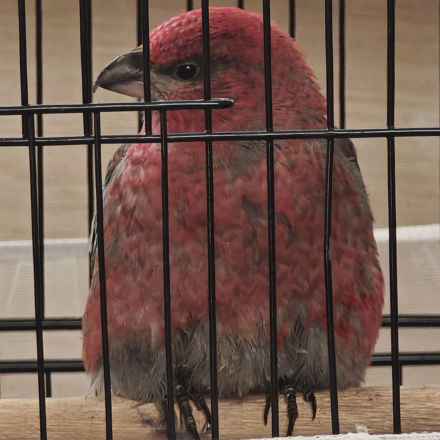 Щур красный   большая клетка