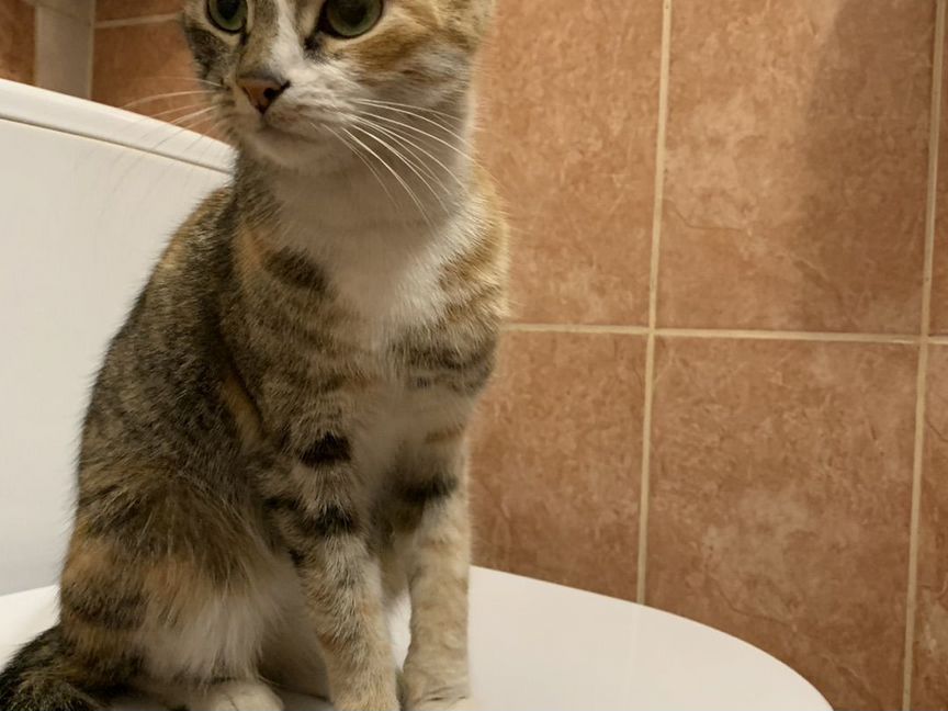 Кошка в добрые руки