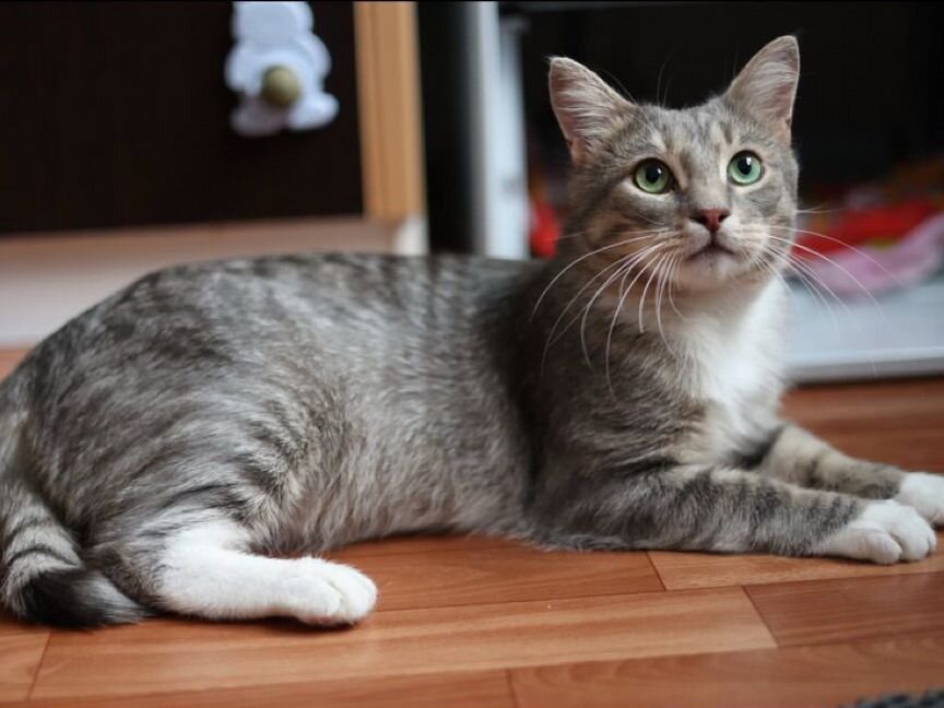 Нежный, умный полосатый кот с зелеными глазами