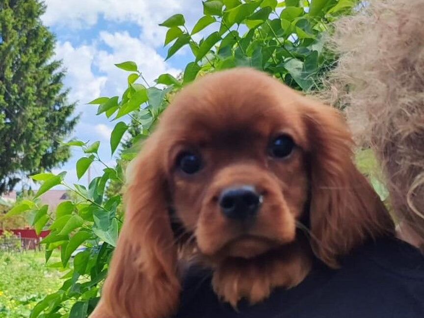 Щенок Кавалер Кинг Чарльз Спаниель рубин