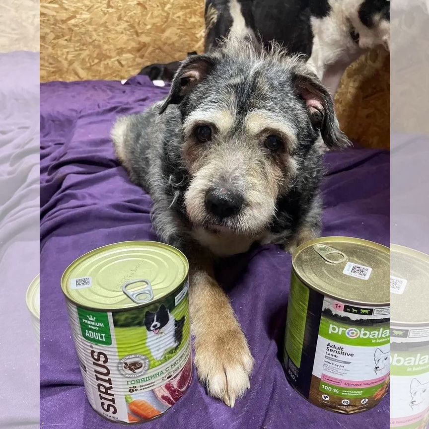 Взрослая собака в добрые руки