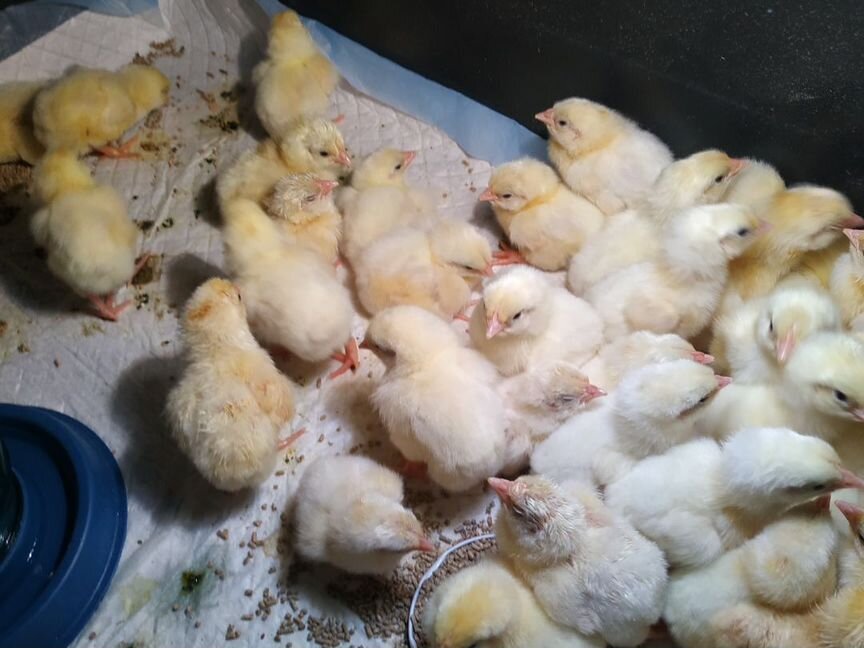 Цыплята бройлеры Испания