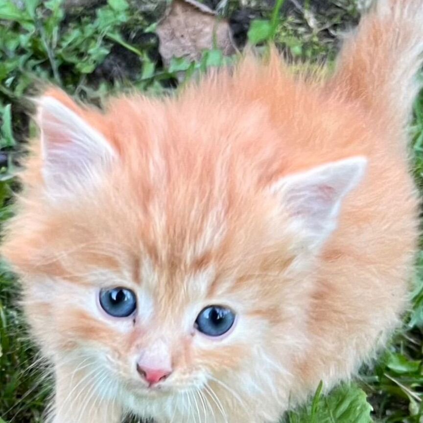 Домашние животные котята Людиново