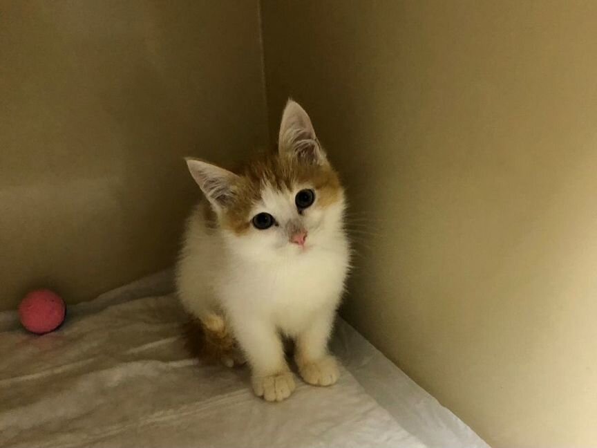 Котёнок ищет свою семью