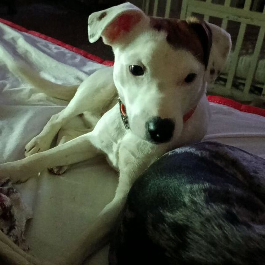 Джек-рассел-терьер, щенок