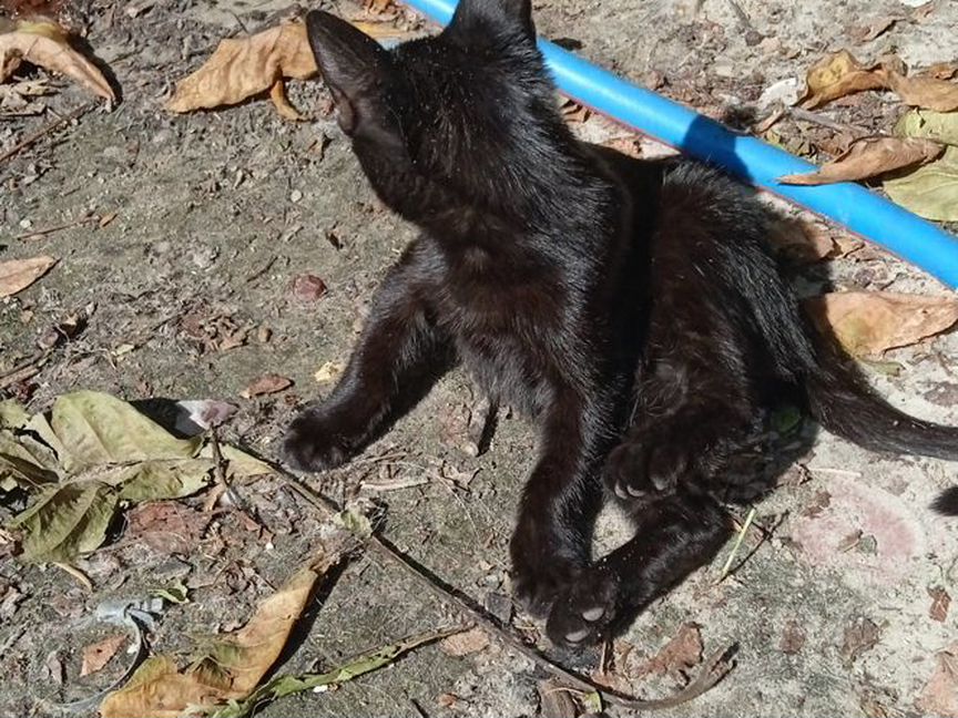 Черный котенок