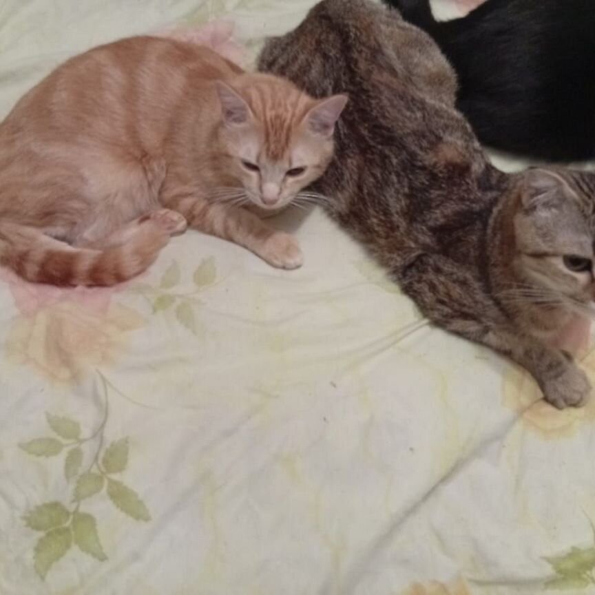 Кошки в добрые руки
