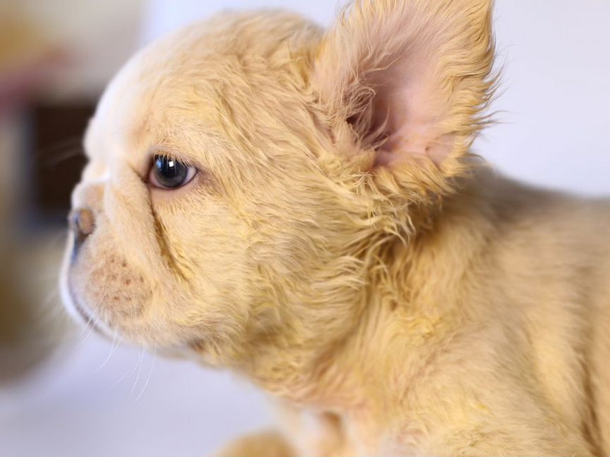 Флаффи французский бульдог