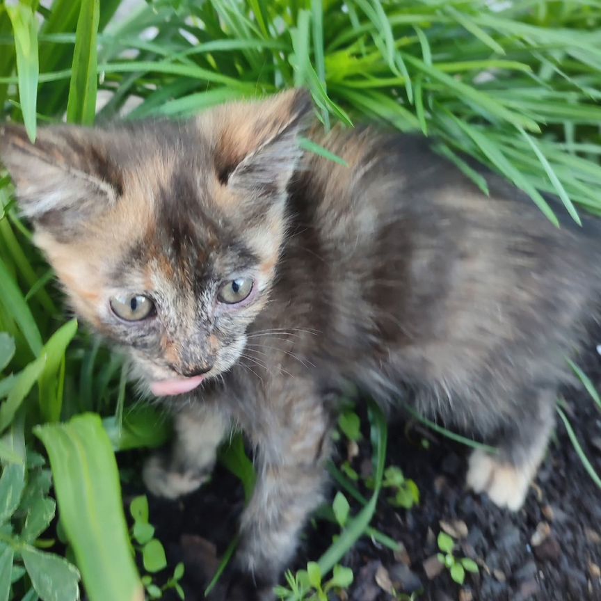 Котёнок в добрые руки