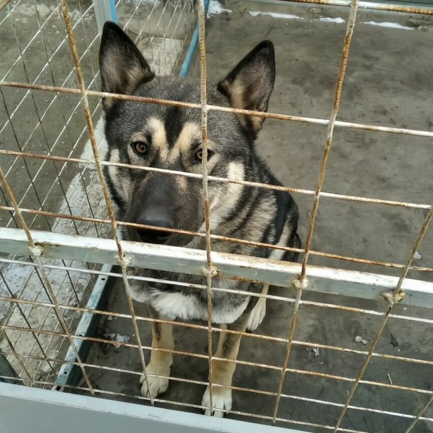 Аляскинский маламут, взрослый пёс