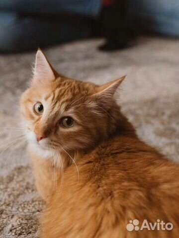 Отдам даром кота