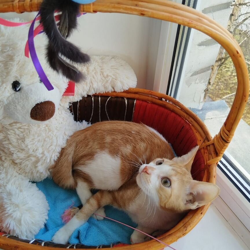 Котенок Алиса