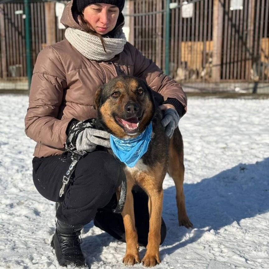 Собака в добрые руки