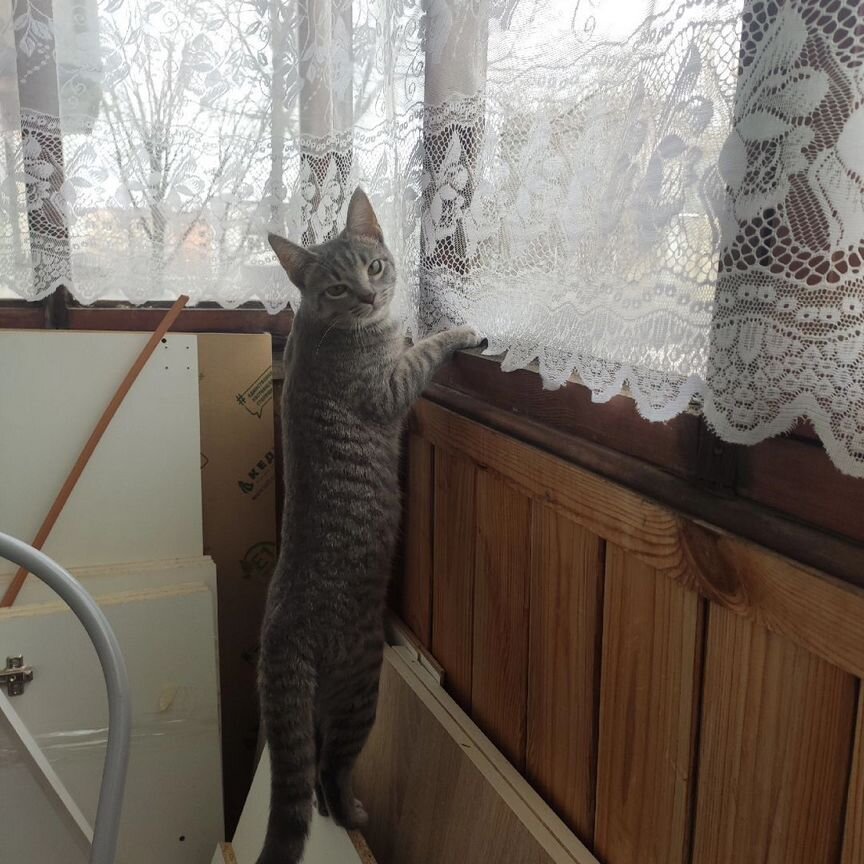 Домашние животные кошки