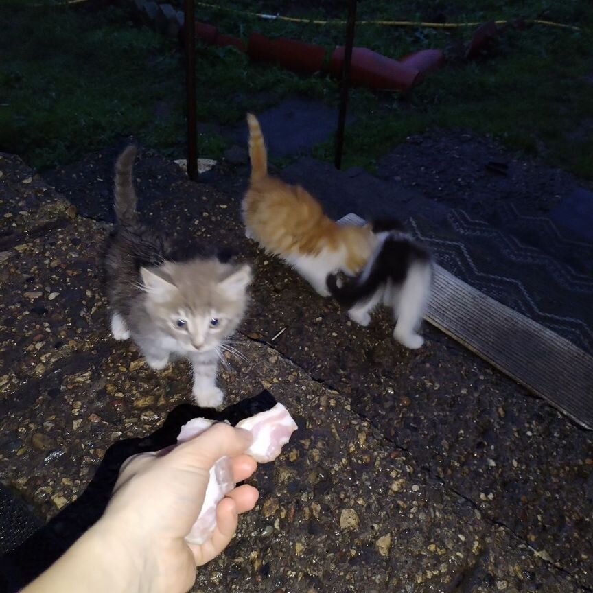 Красивые котята