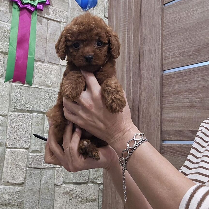 Той-пудель, щенок