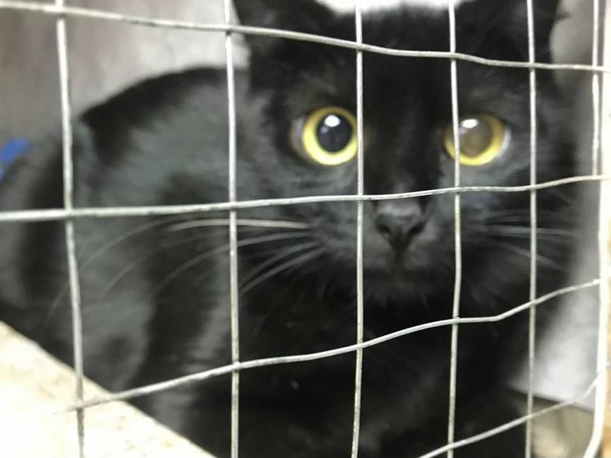 Кошка Пантера