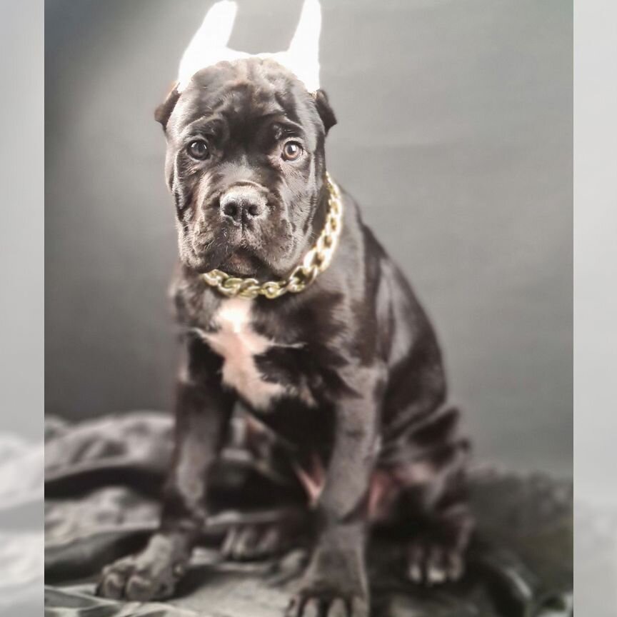 Малыш Кане Корсо