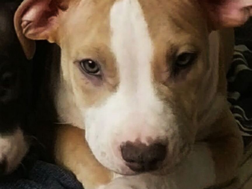 Амстаффы, 2,5 мес, СПб