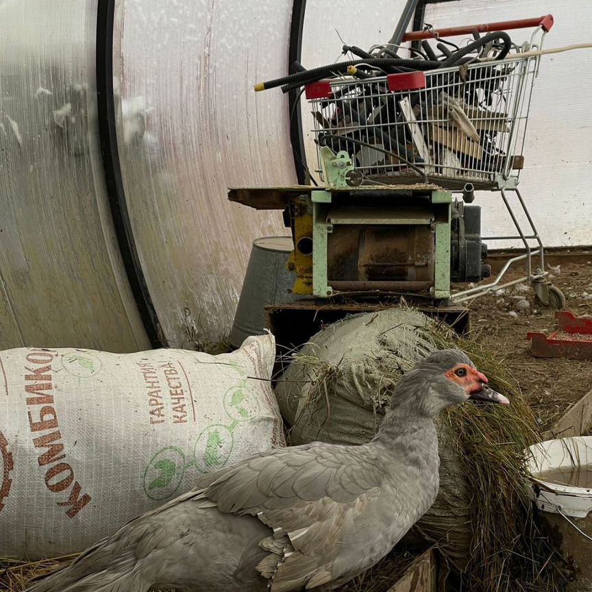 Мускусные утки