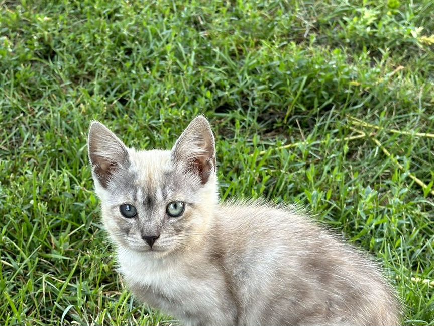 Котенок мальчик в добрые руки