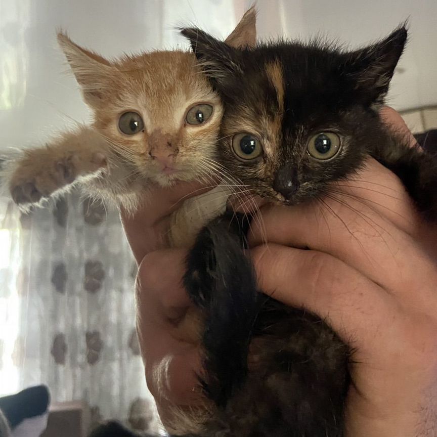 Котята в добрые руки