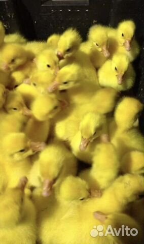 Гусята Линда недельные