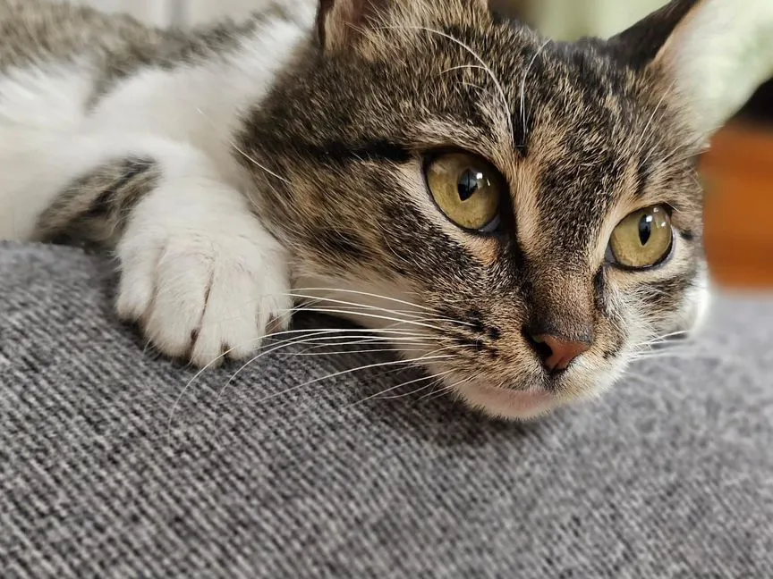 Кошечка Маруся