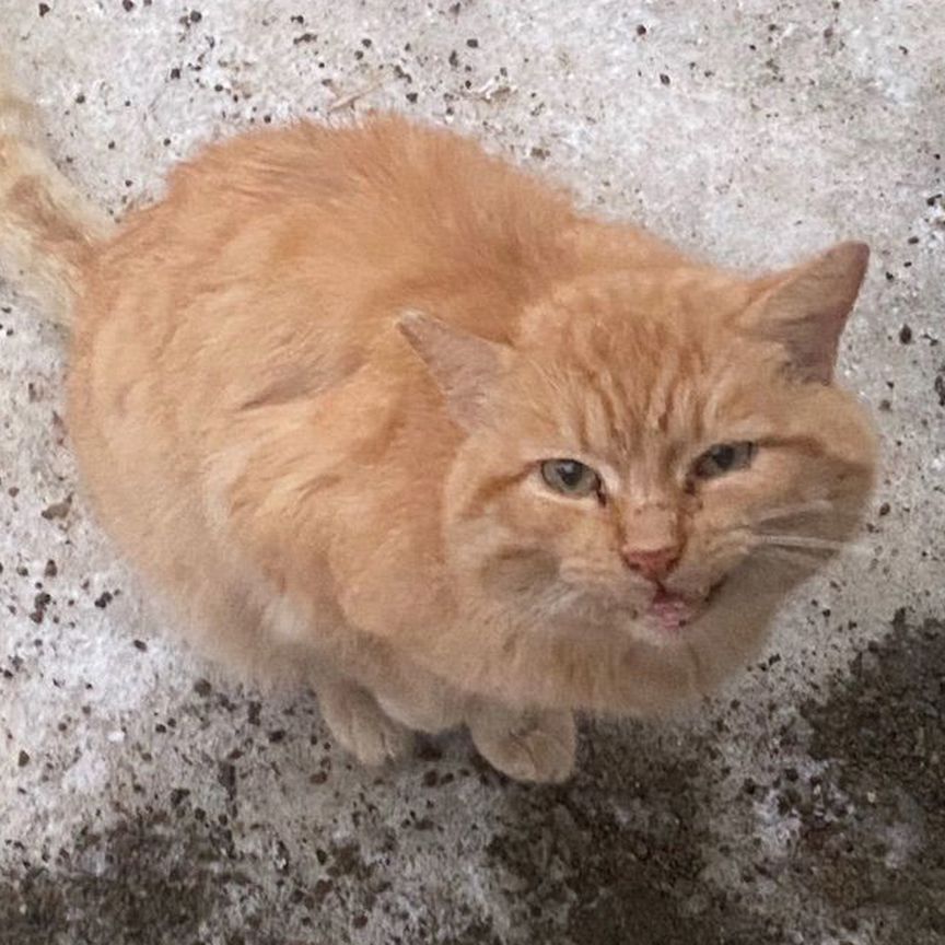 Рыжий красивый котик нуждается в доме