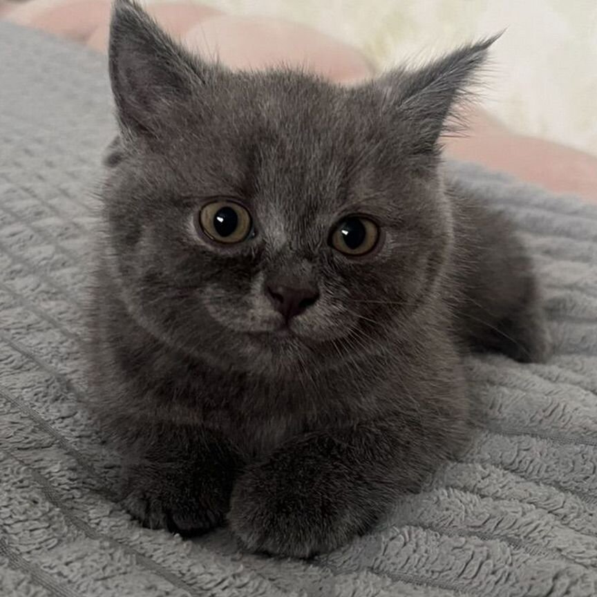 Шотладская прямоухая кошечка