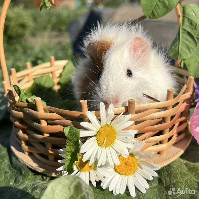 Морская свинка девочка