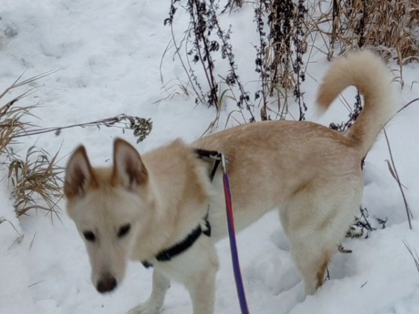 Карело финская лайка