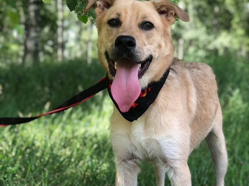 Молодой Джекки из приюта в добрые руки