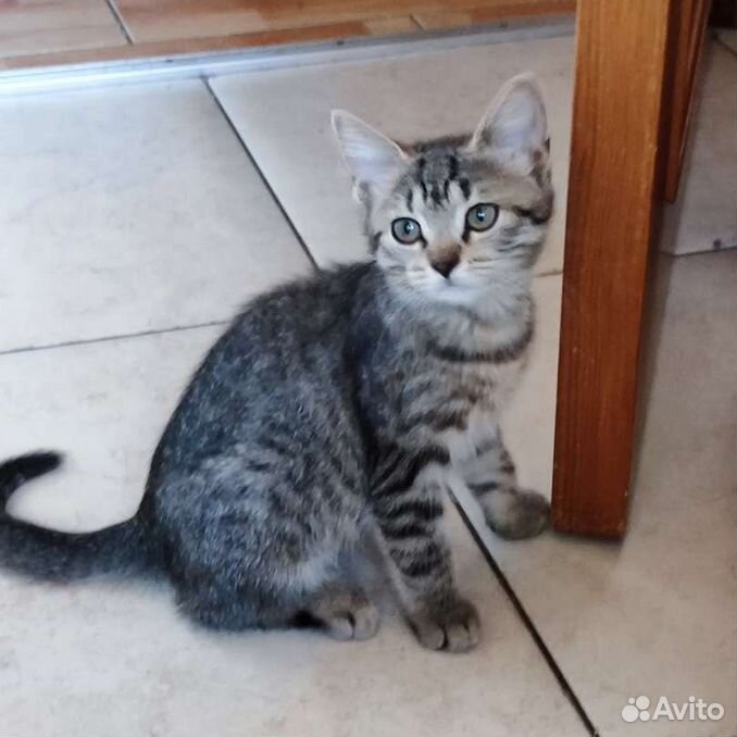 Котенок девочка Кроша. 2,5 мес. ищет дом