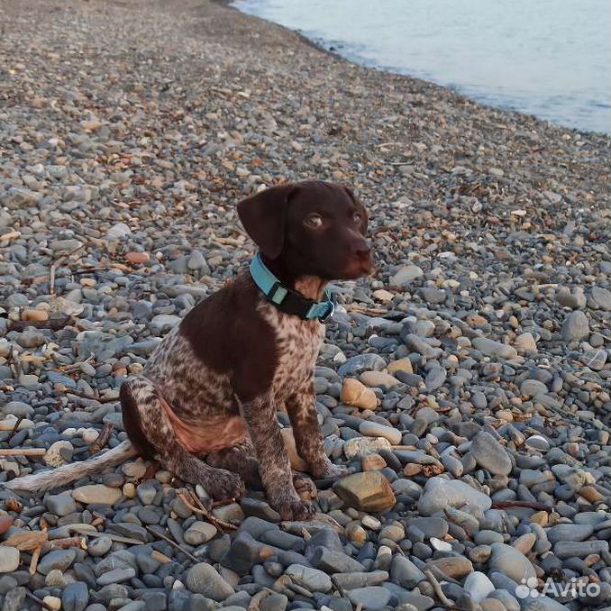 Курцхаар щенок 2 месяца