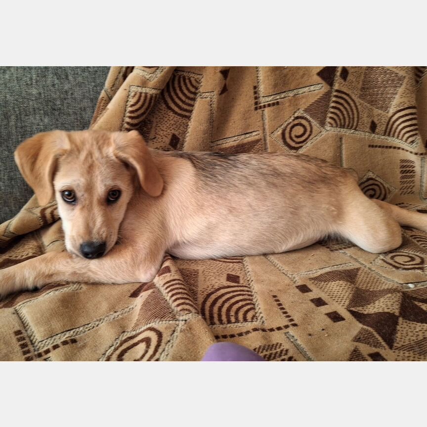 Щенок в добрые руки бесплатно