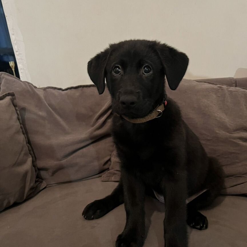 Отдам в добрые руки щенка