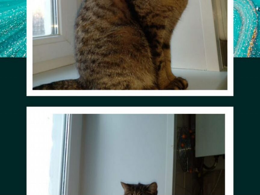Кошка в добрые руки