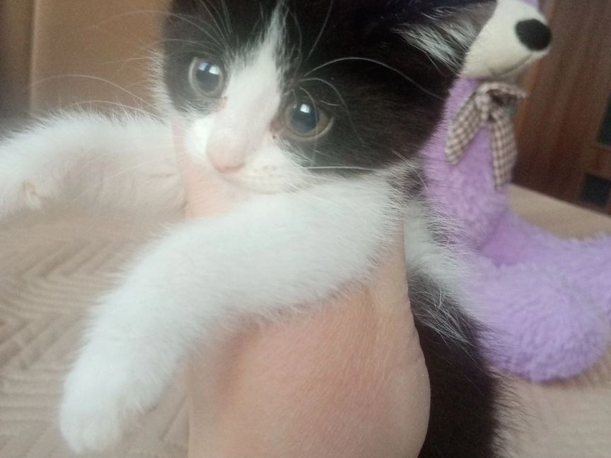 Котенок Клепа в добрые руки