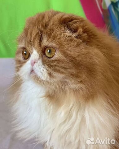 Шотландская кошка. Милое создание Лялька - огонек