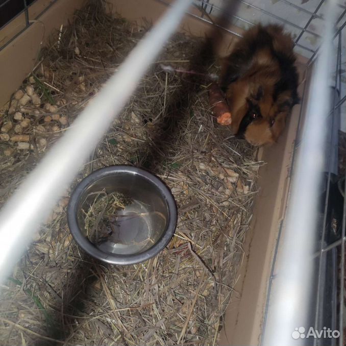 Продаю морскую свинку