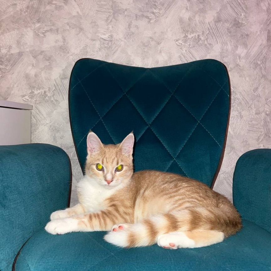 Отдам кота бесплатно в добрые руки