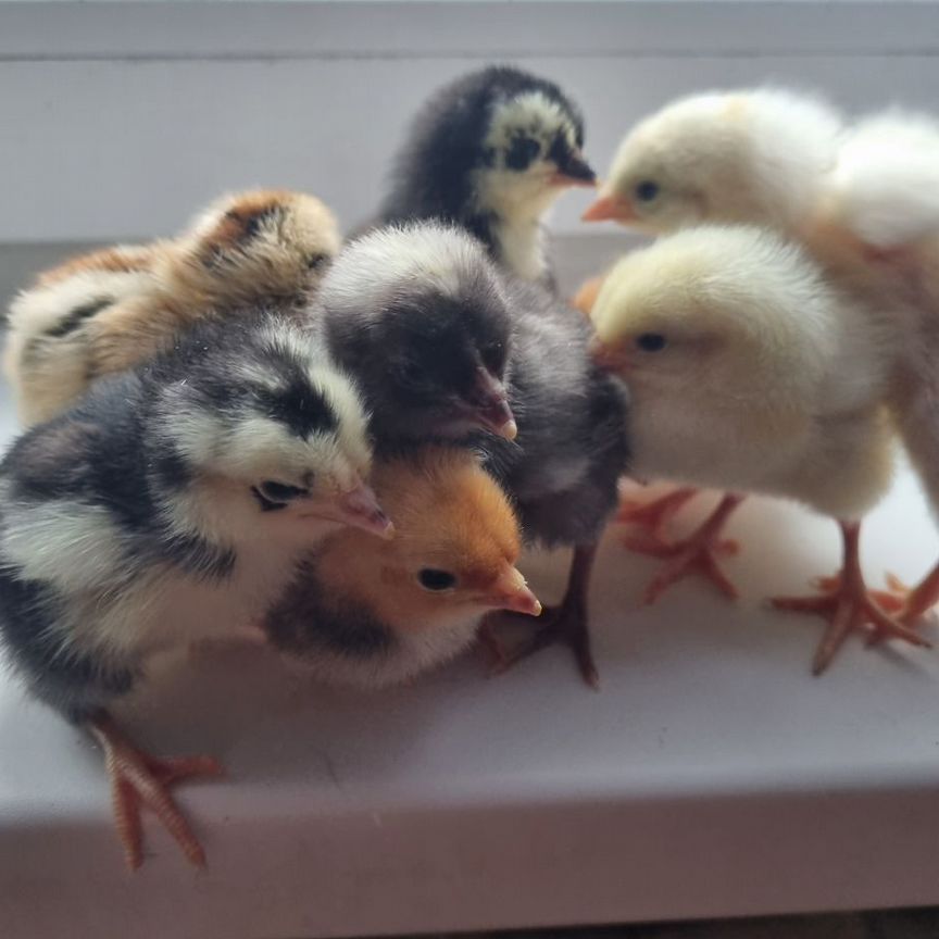 Цыплята несушки