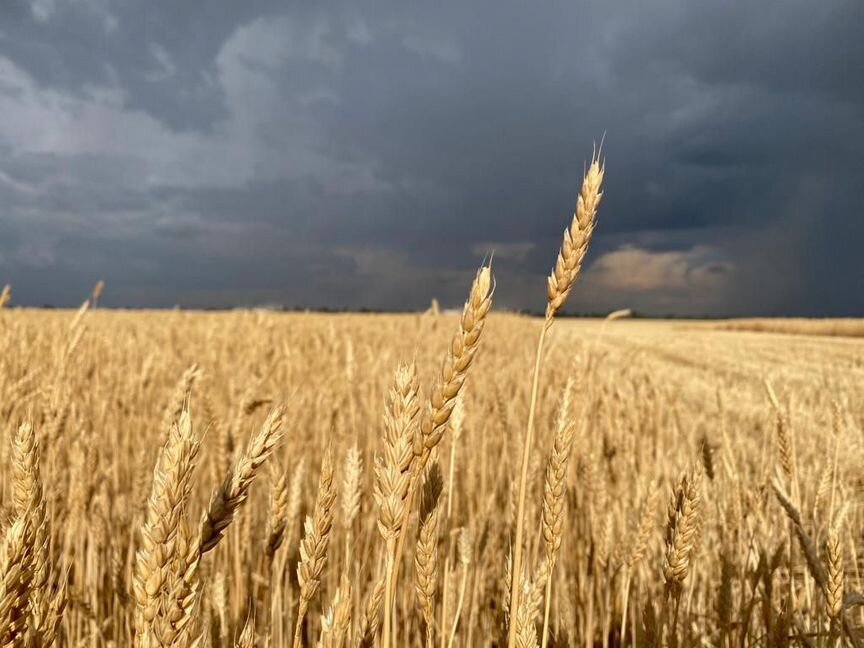 Зерно озимой пшеницы