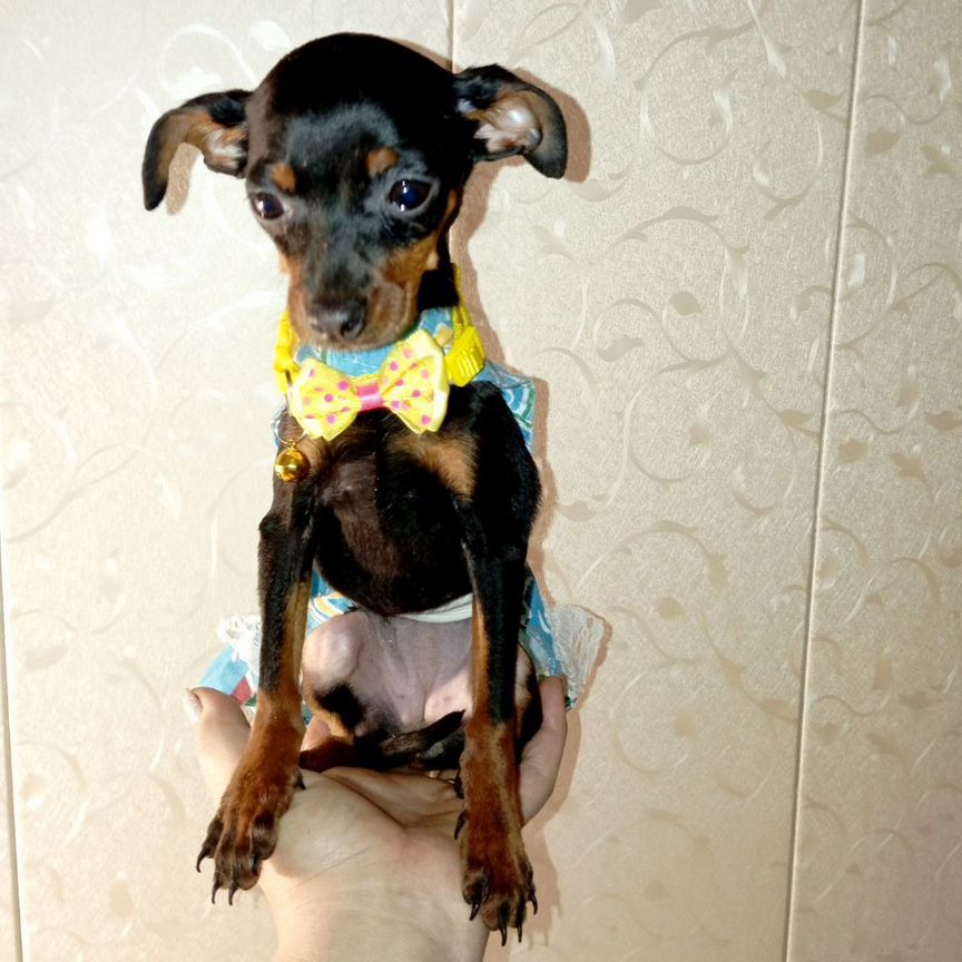 Русский той-терьер, щенок