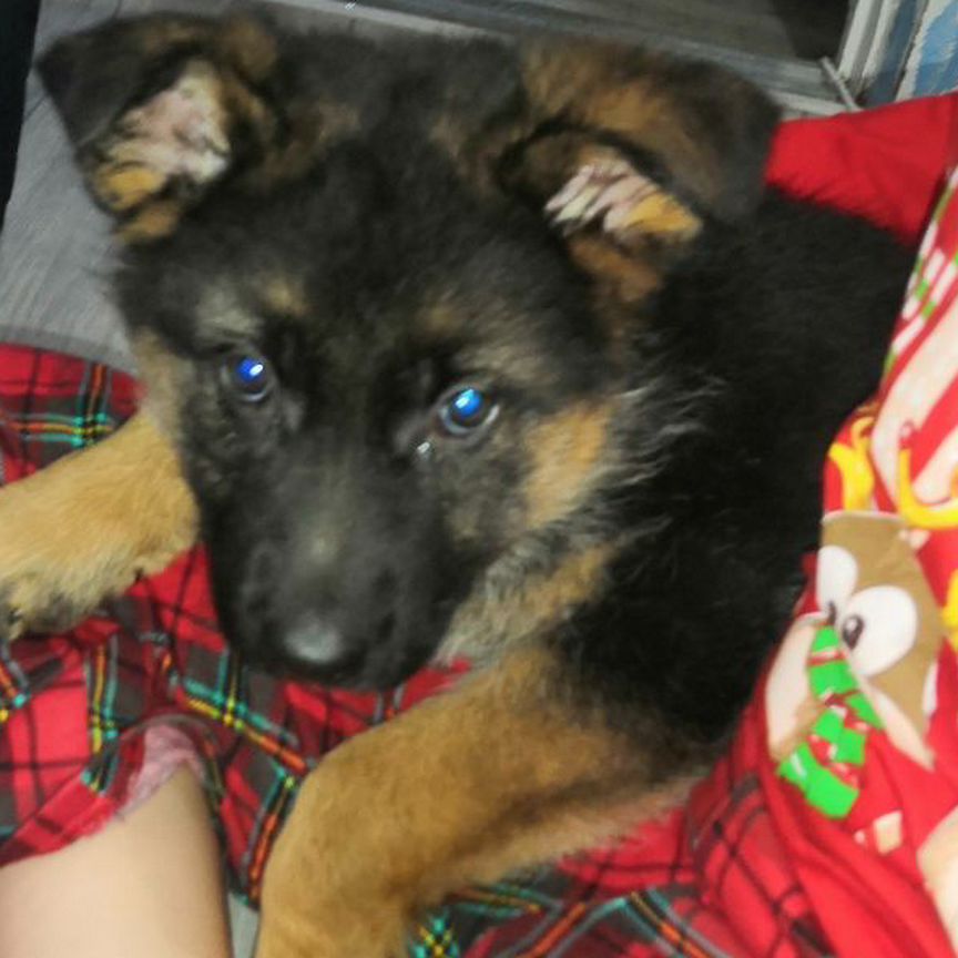 Немецкая овчарка, щенок