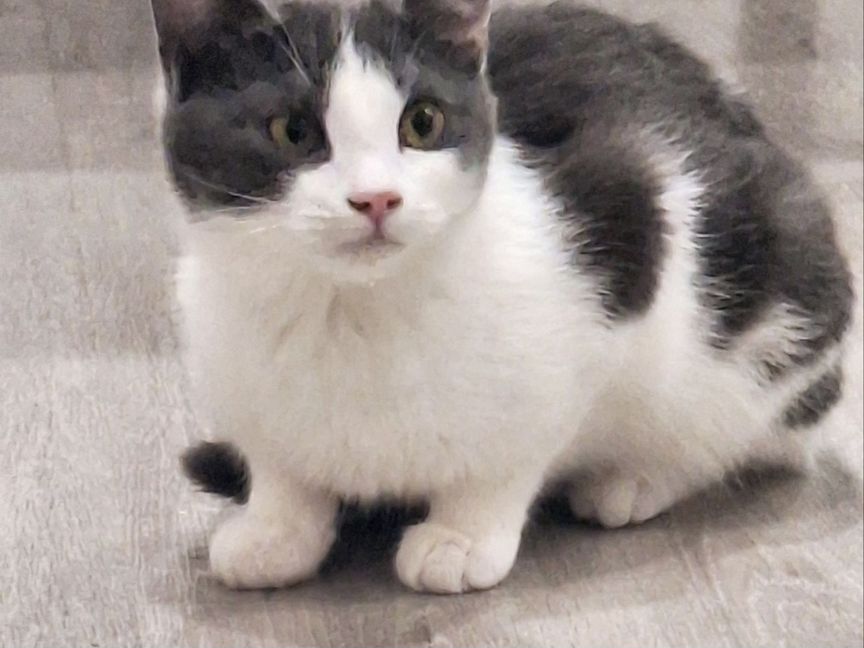 Котёнок - мальчик, возраст: 5 мес