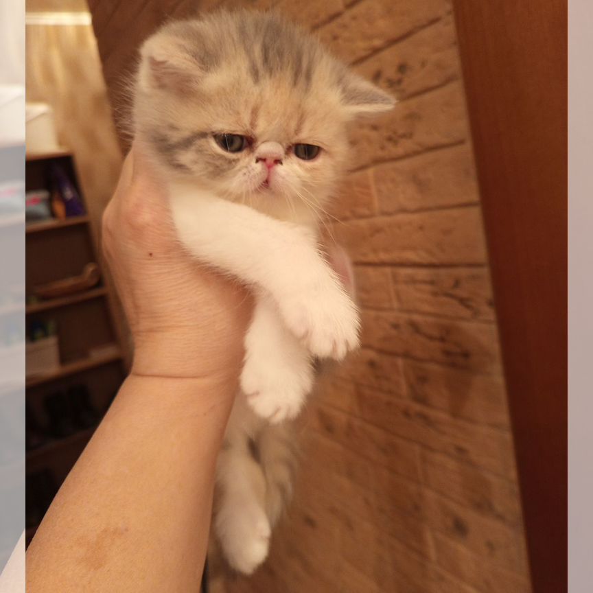 Экзотические котята